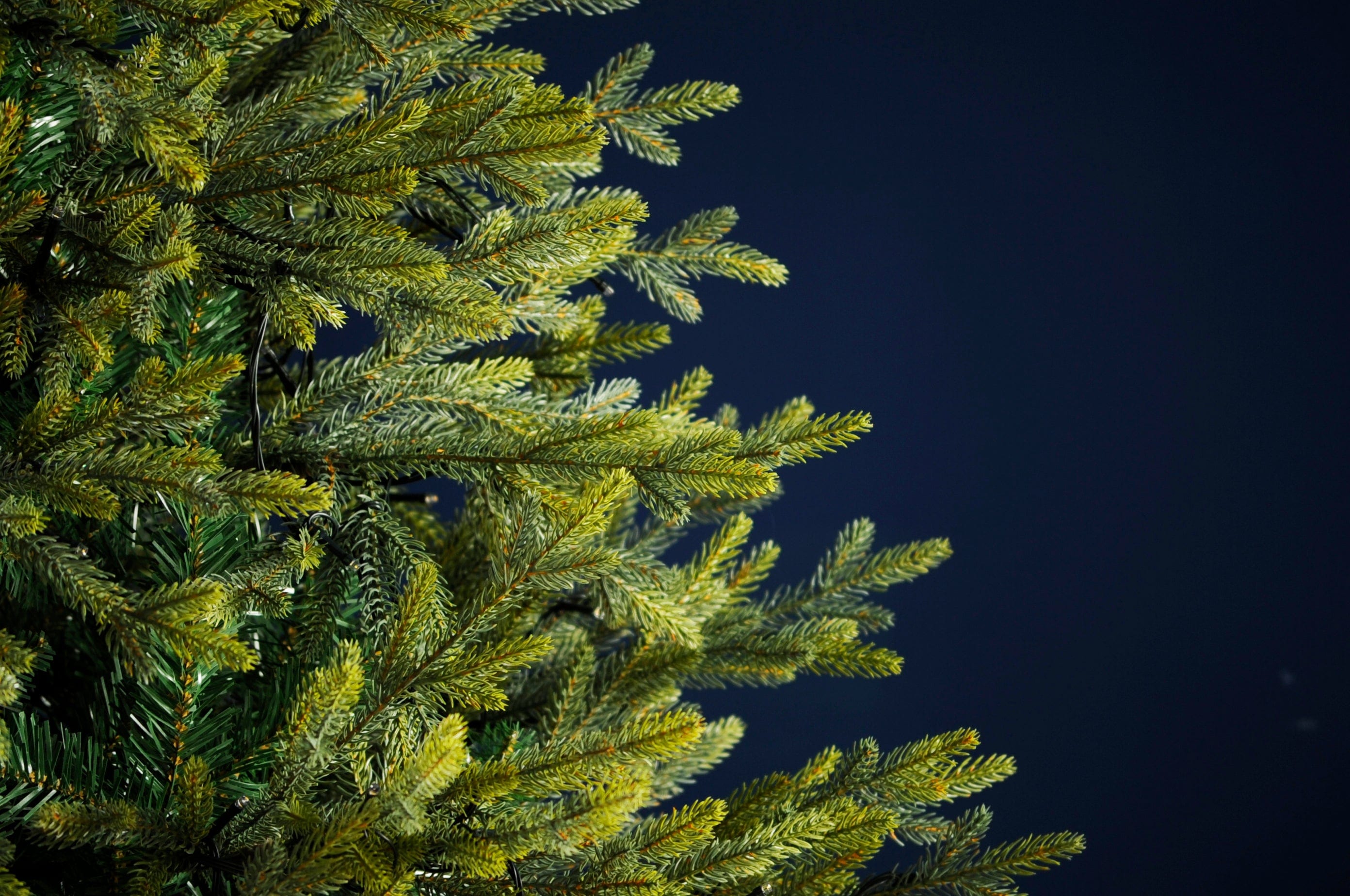 Festive Rocky Mountain Pine Christmas Tree - 6ft/180cm – Trowell Garden ...