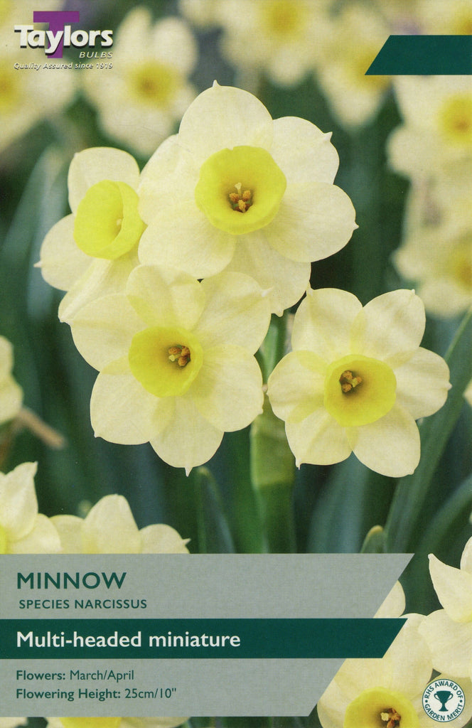 Taylors Bulbs Narcissus Minnow pack of 10 – Trowell Garden Centre