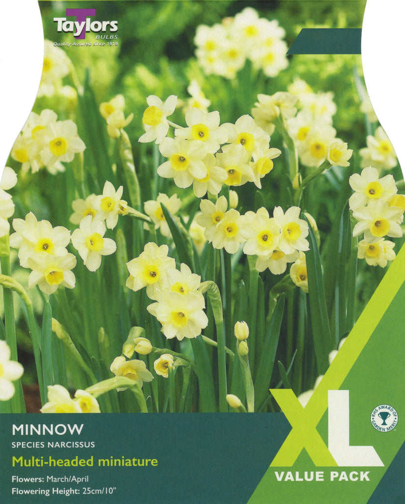 Taylors Bulbs Narcissus Minnow pack of 10 – Trowell Garden Centre