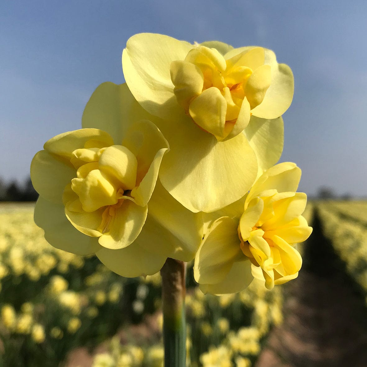 Taylors Bulbs Narcissus Yellow Cheerfulness pack of 7 – Trowell Garden ...