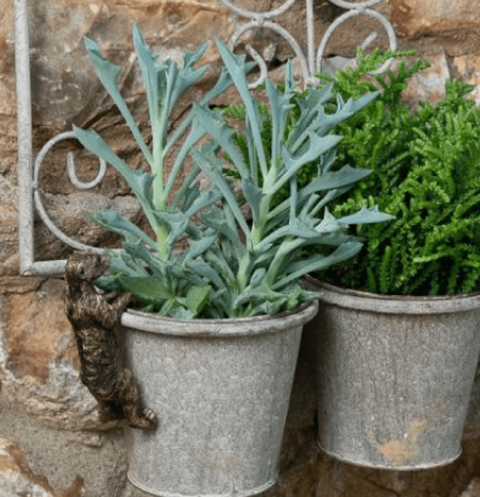 Jardinopia Meerkat Pot Buddy Plant Pot Hanger – Trowell Garden Centre