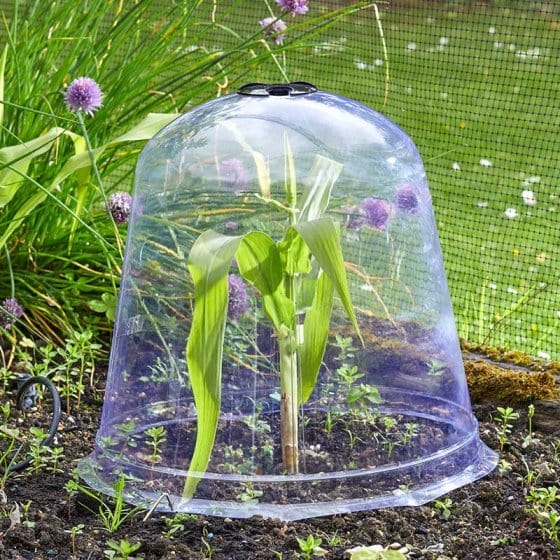 Smart Garden Bell Cloche Jumbo – Trowell Garden Centre