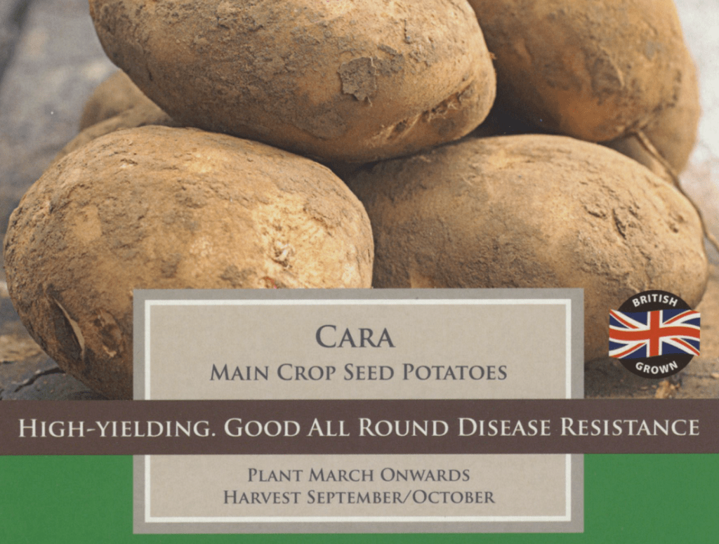 Taylors Main Crop Seed Potatoes Cara – Trowell Garden Centre