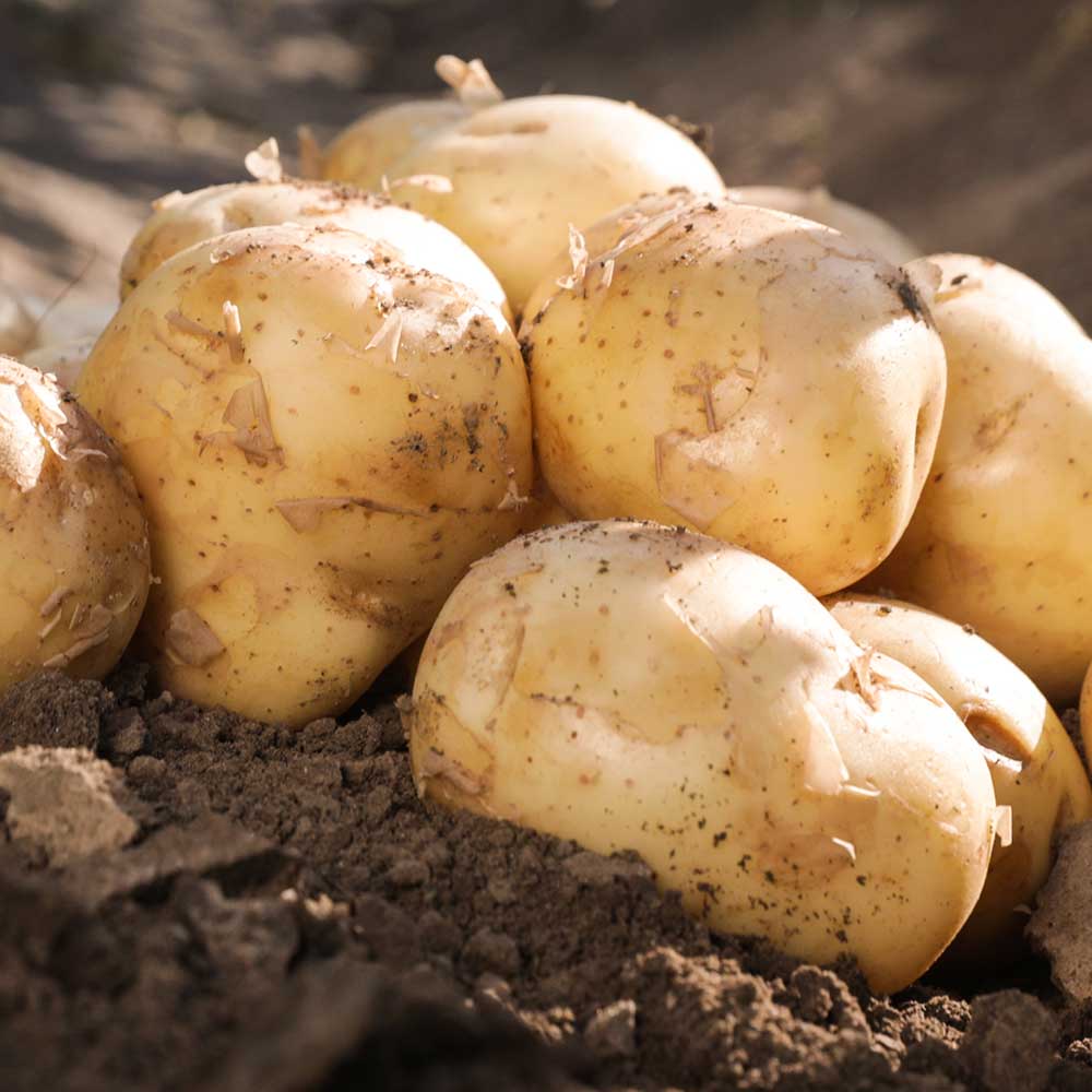 Taylors Seed Potatoes Second Early Acoustic – Trowell Garden Centre
